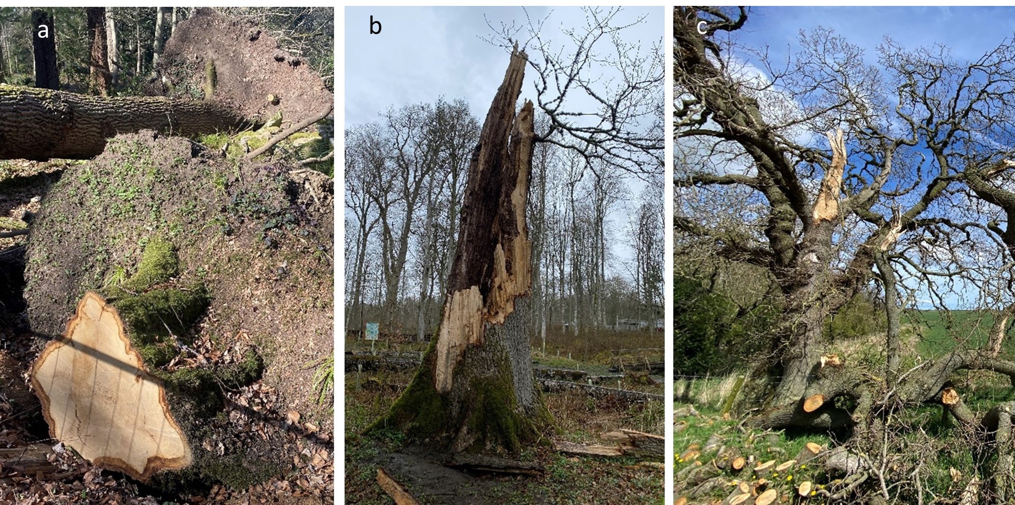 The impact of storms and saving the oak treescape